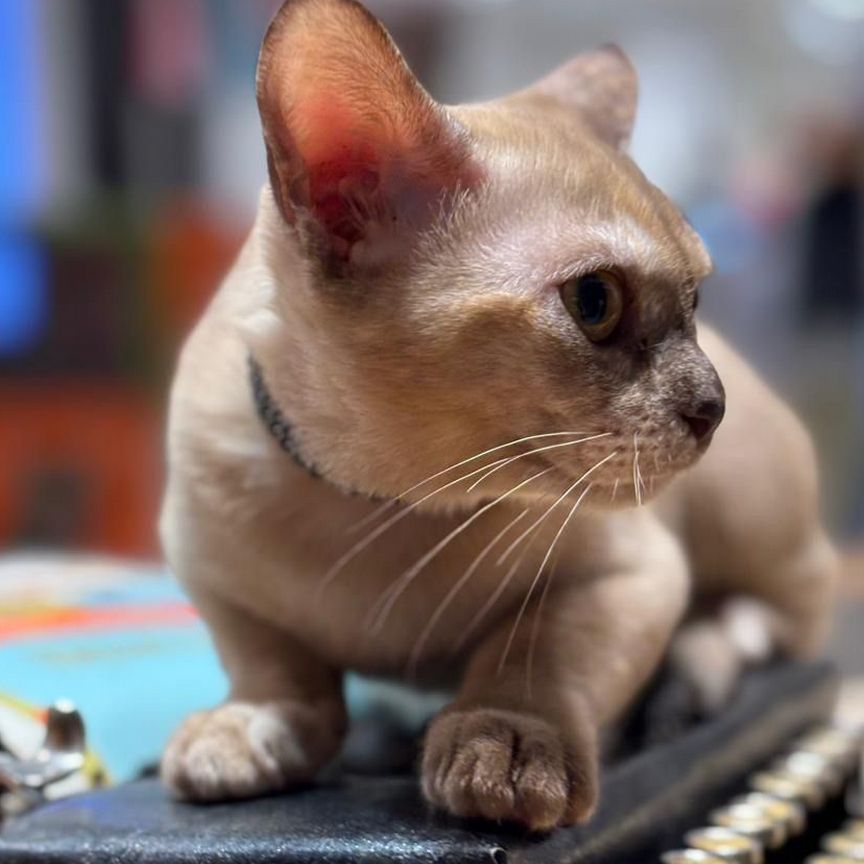 Европейский бурманский котёнок