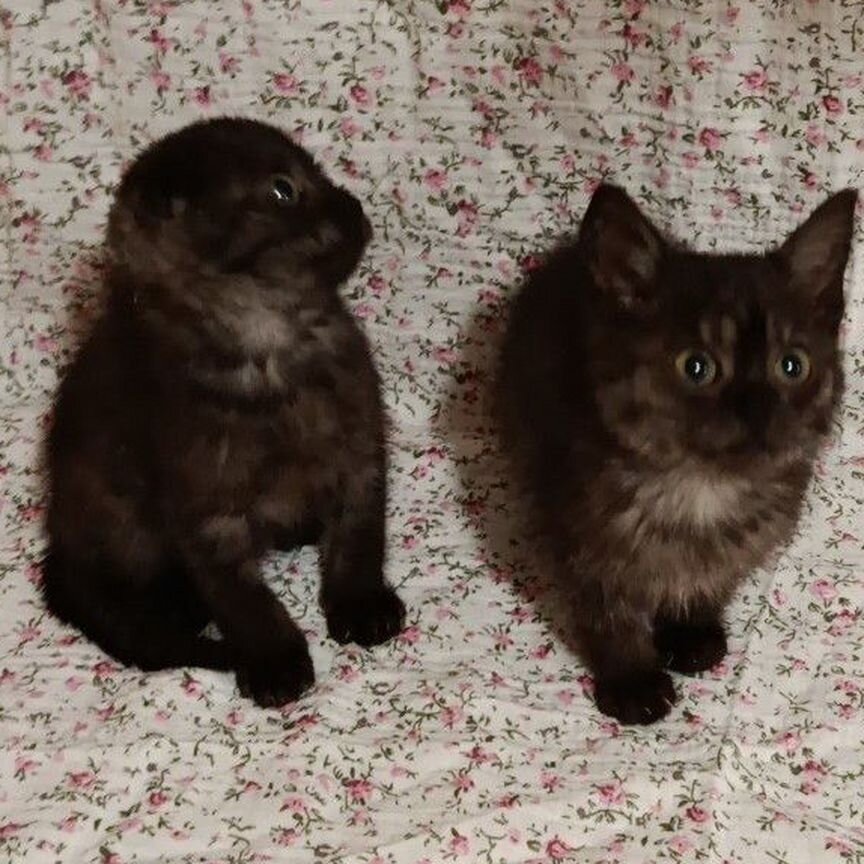 Шотландский вислоухий длинношёрстный котёнок