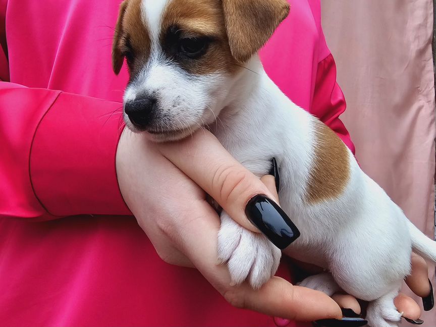 Малыши Джек расселы евростандарт