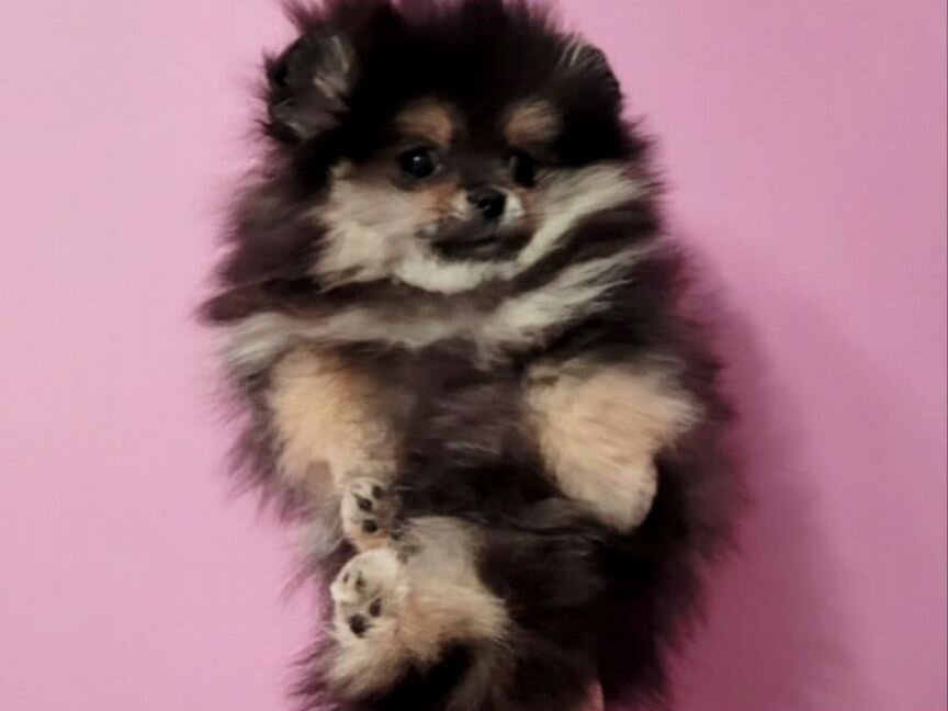 Мини куколка