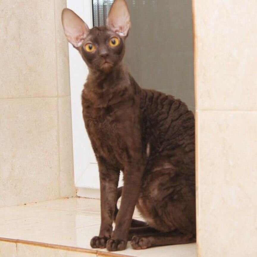 Кот корниш рекс