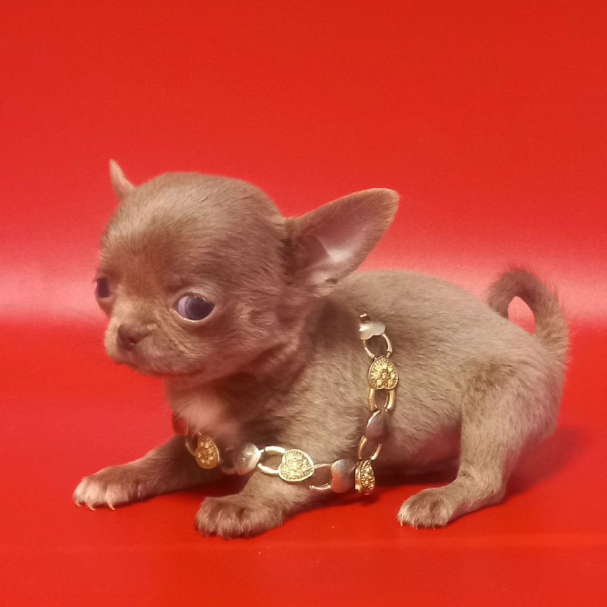 Чихуахуа мини