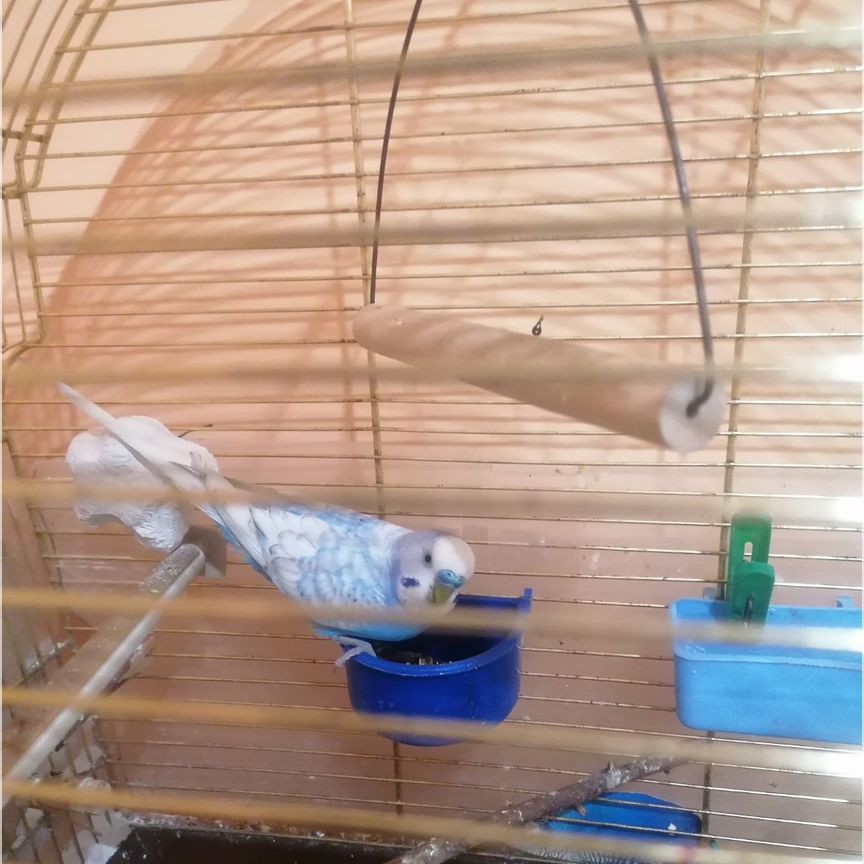 Птенцы волнистый попугай