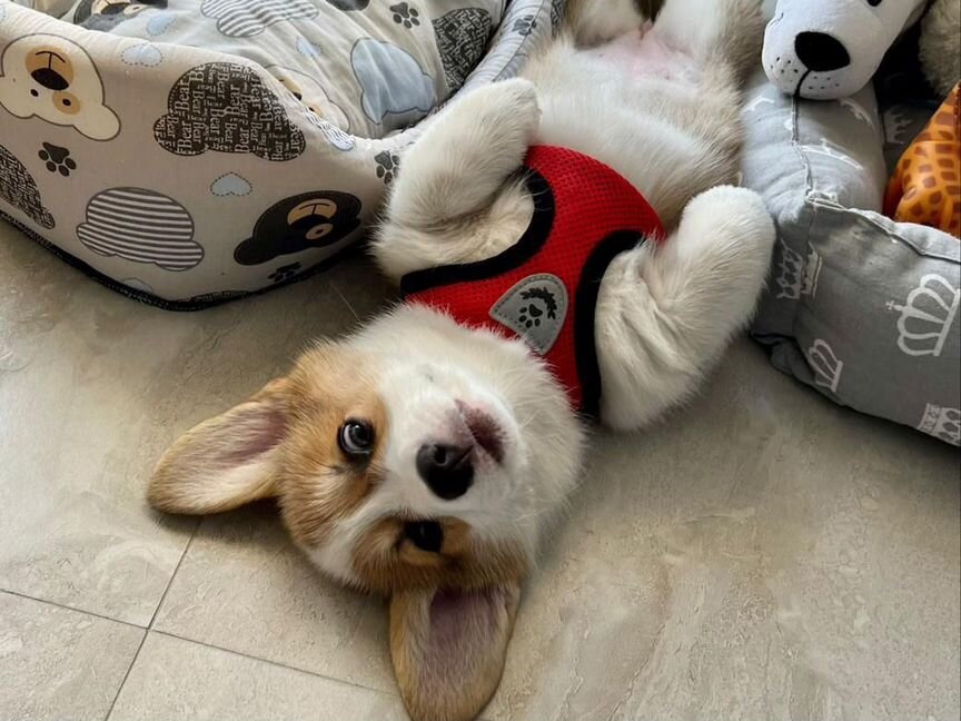 Вельш-корги пемброк щенки документы реф