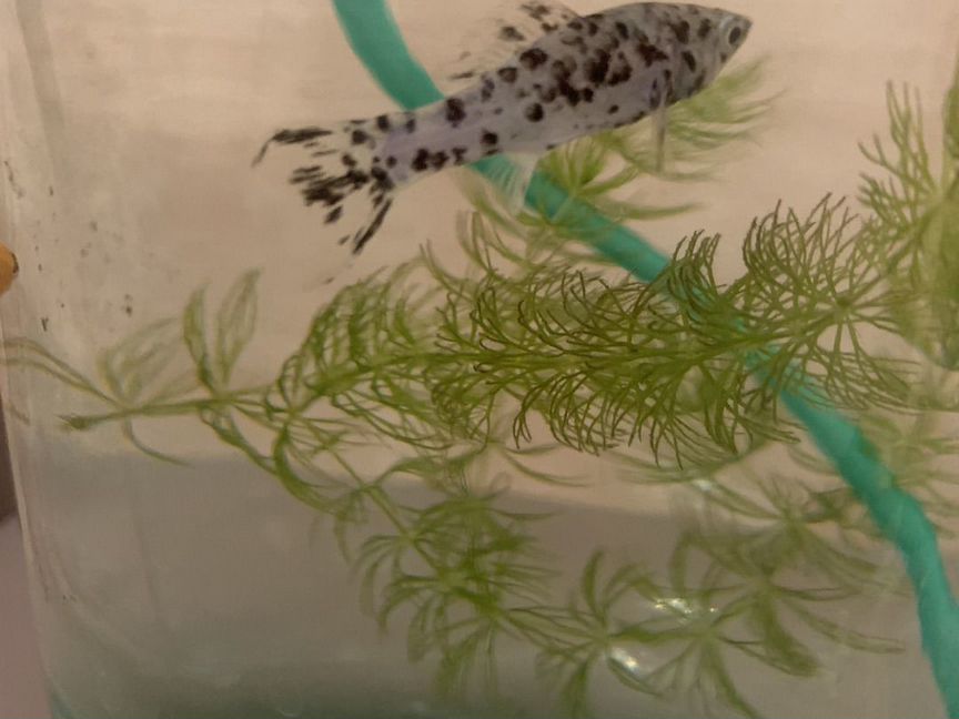 Отдам 2 моллинезий