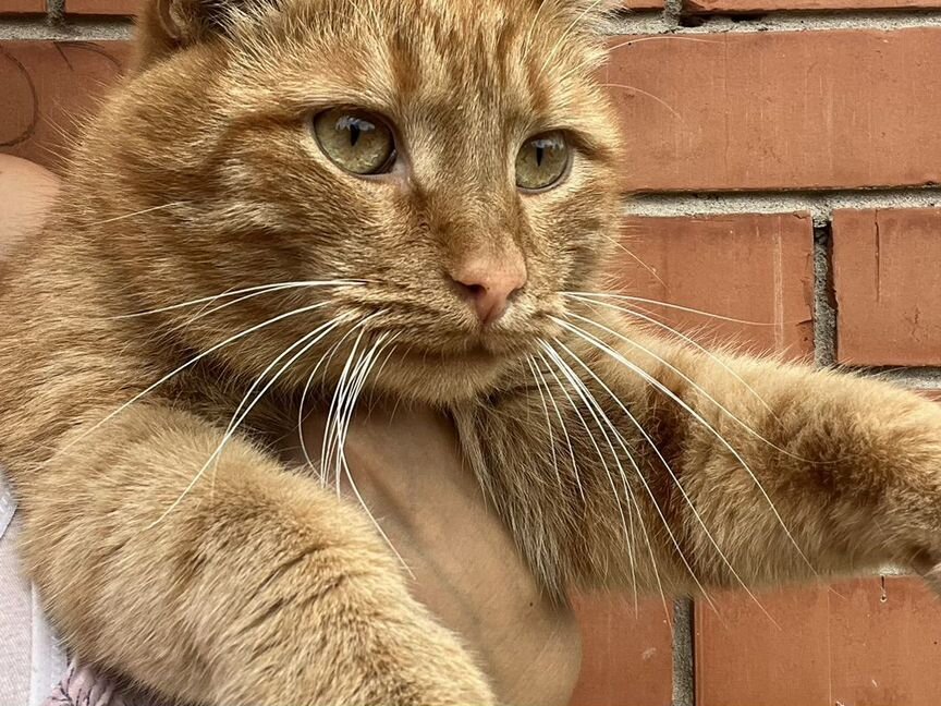 Рыжий кот