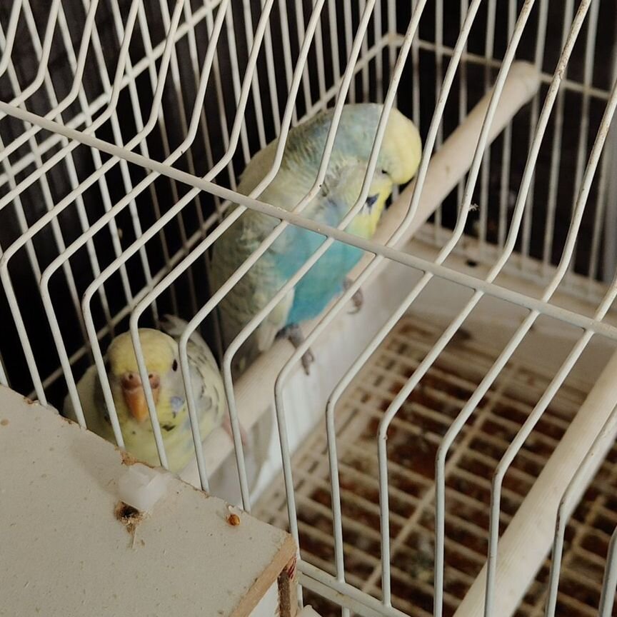 Волнистый попугай и корелла