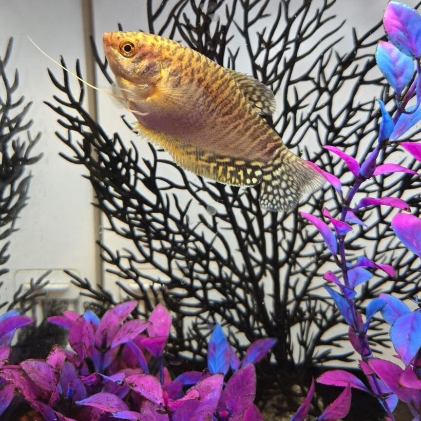 Рыбка гурами золотая