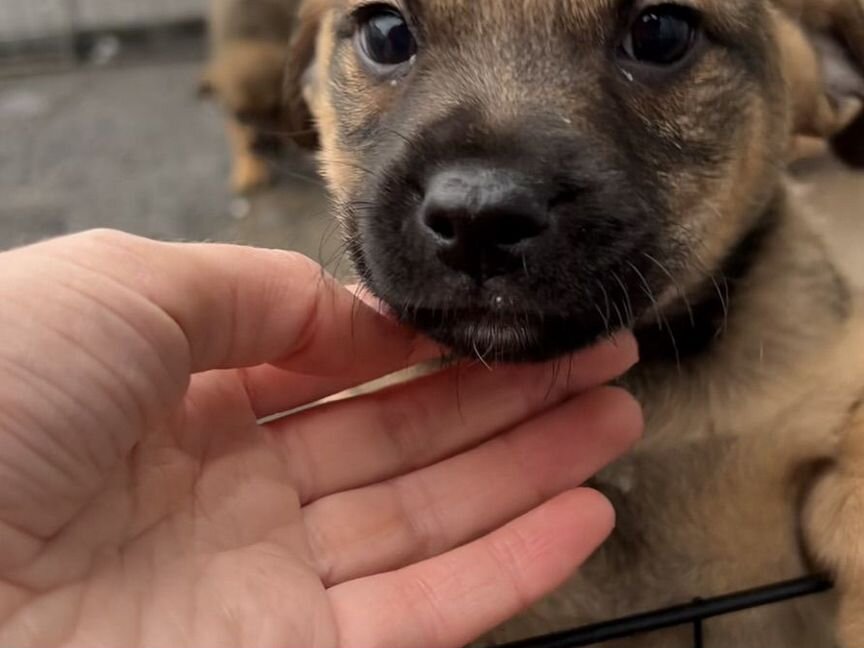 Щенки в добрые руки
