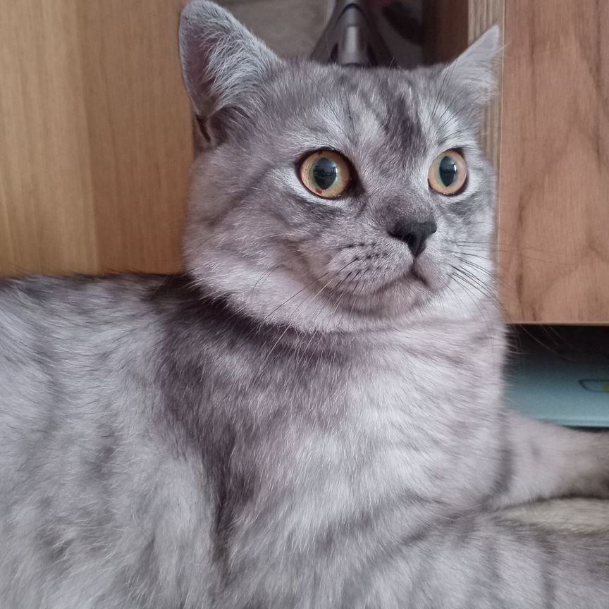 Шотландский кот