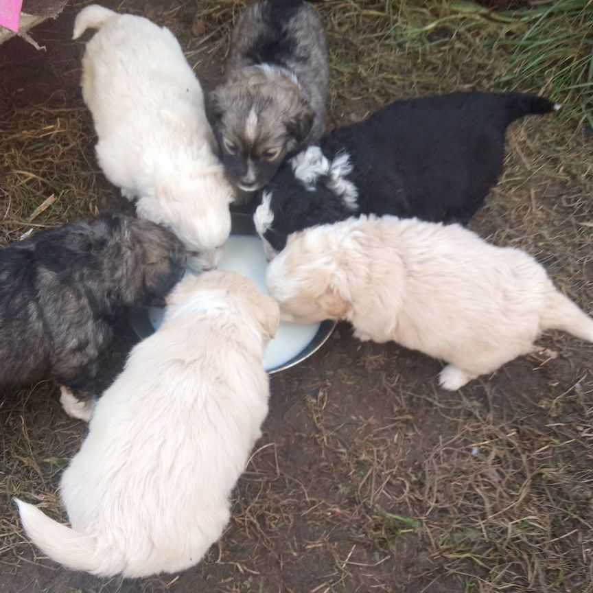 Митис корги