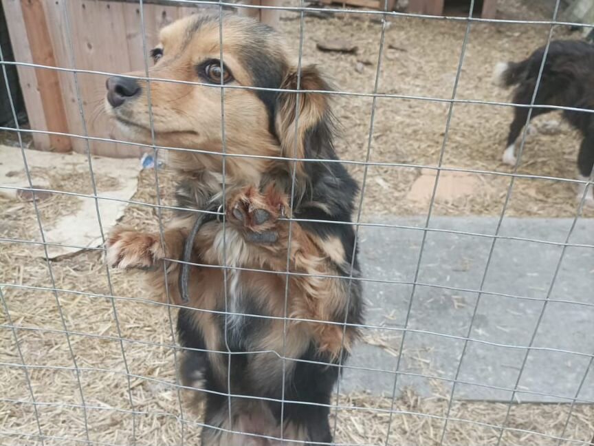 Небольшая, молодая собака ищет дом