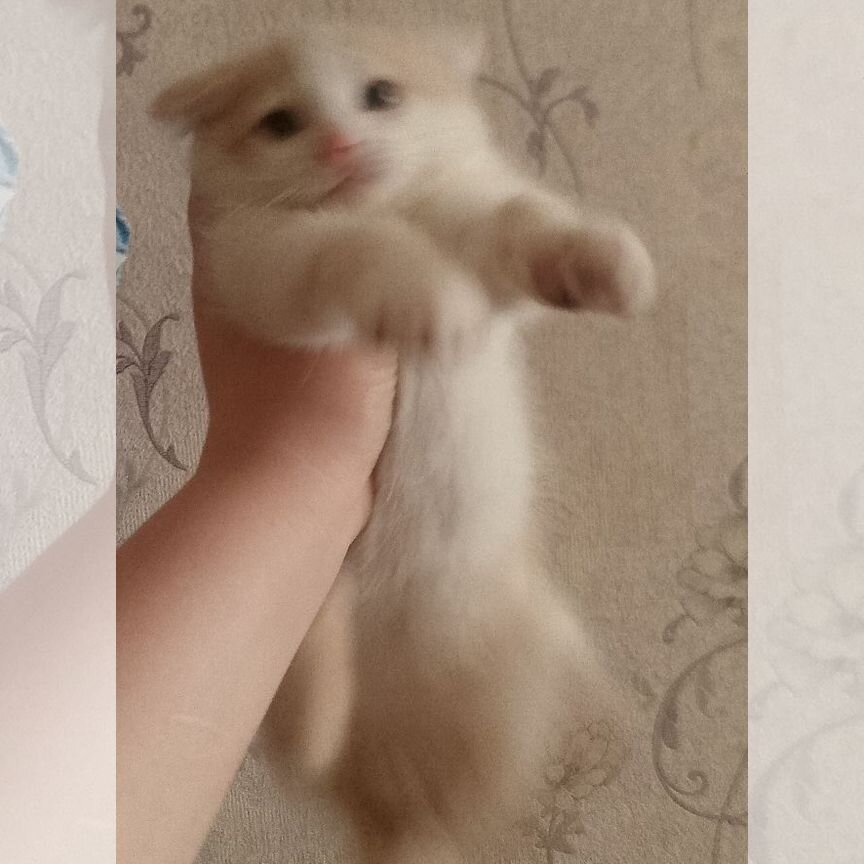Шотландский вислоухий длинношёрстный котёнок
