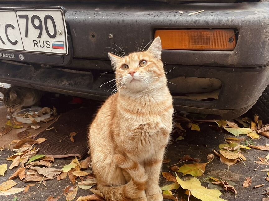 Коты отдам в добрые руки