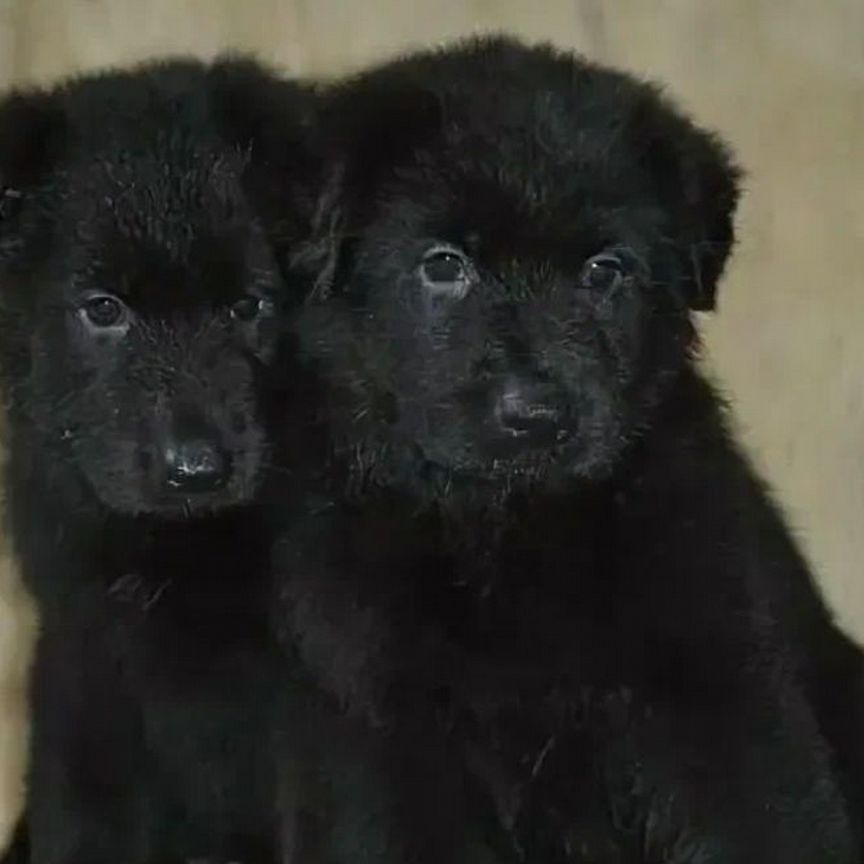Щенки чёрной Немецкой овчврки