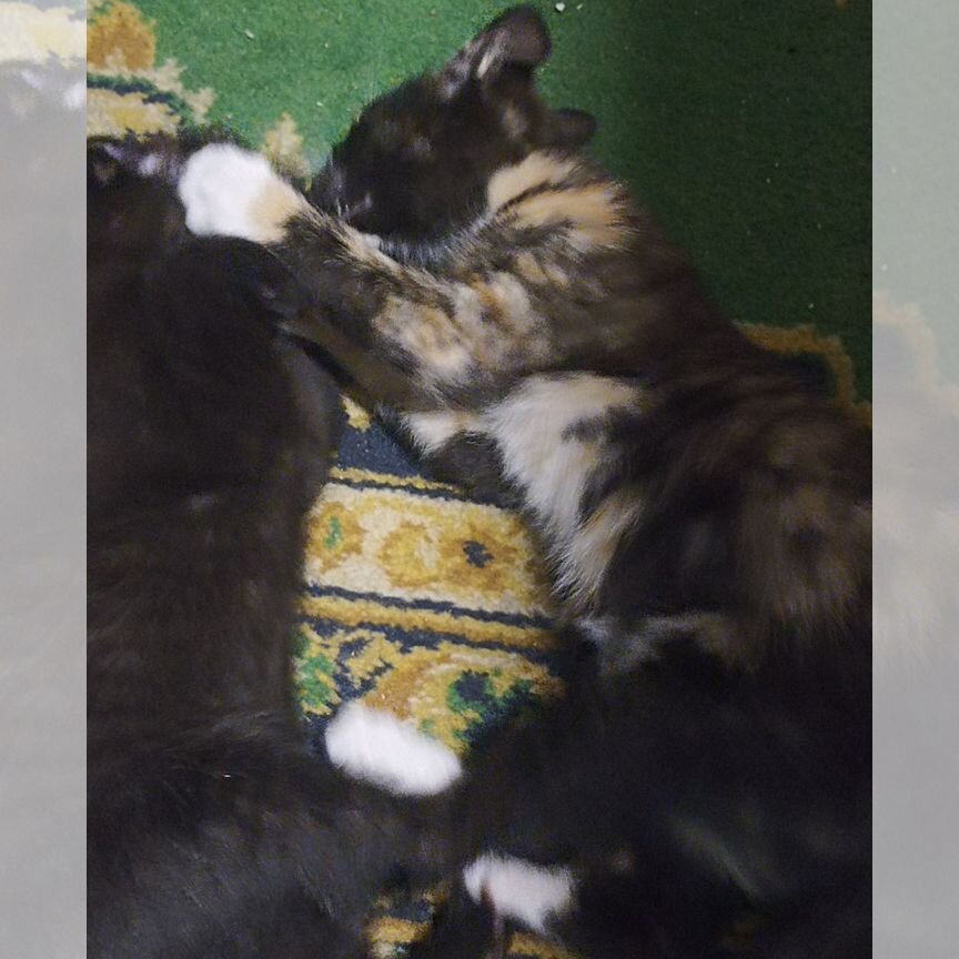 Бесплатно котята