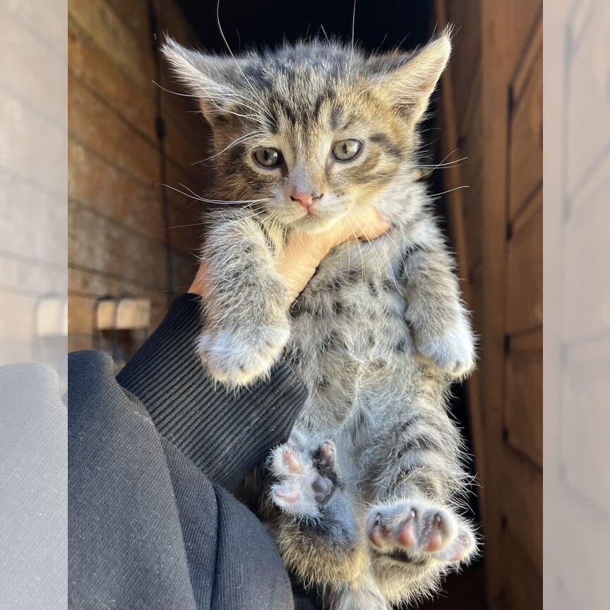 Котёнок в добрые руки