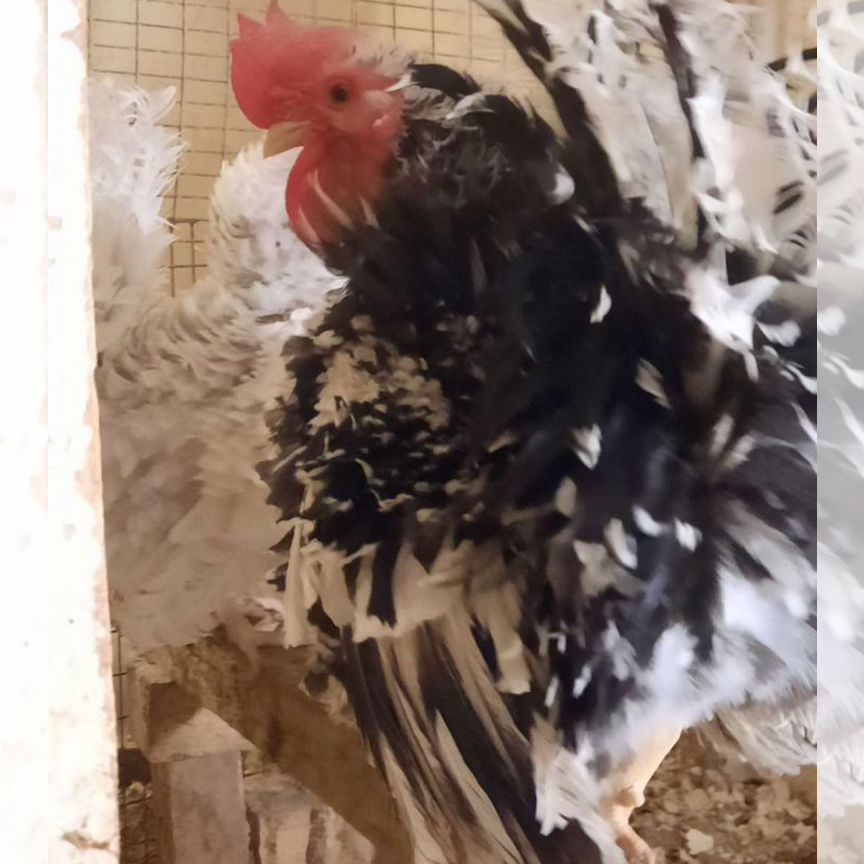 Яйцо инкубационное "модных" кур, петухи