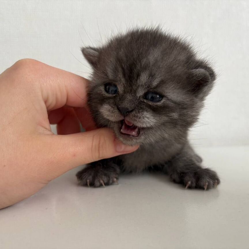 Шотландские котята