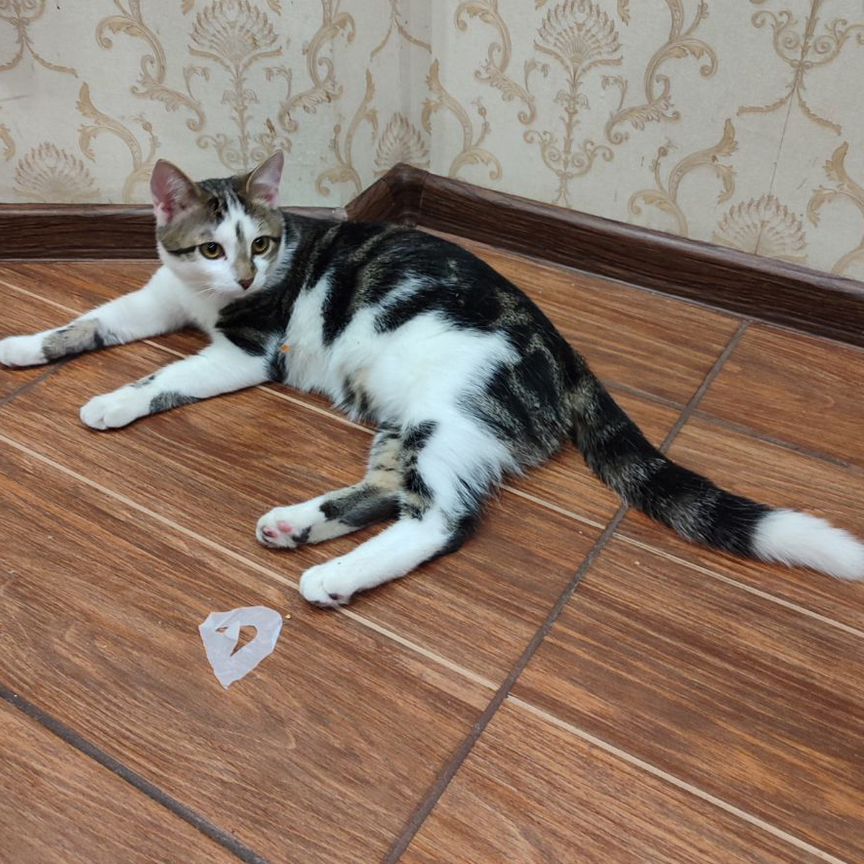 Отдам котенка в добрые руки