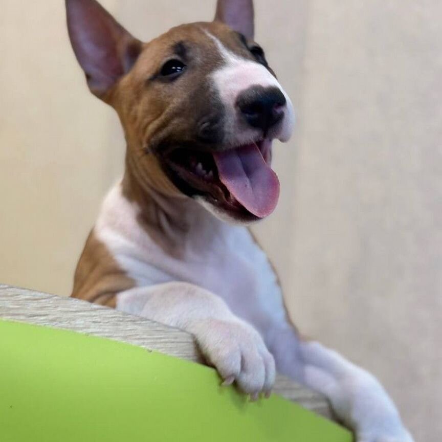 Мини-бультерьер, щенок