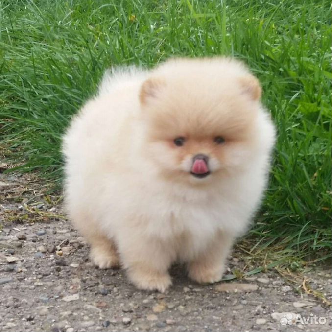 Мальчик померанчик апельсинчик