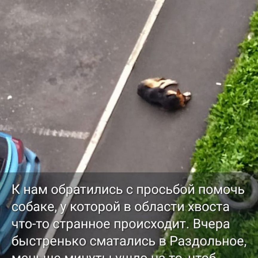 Собачке нужна помощь
