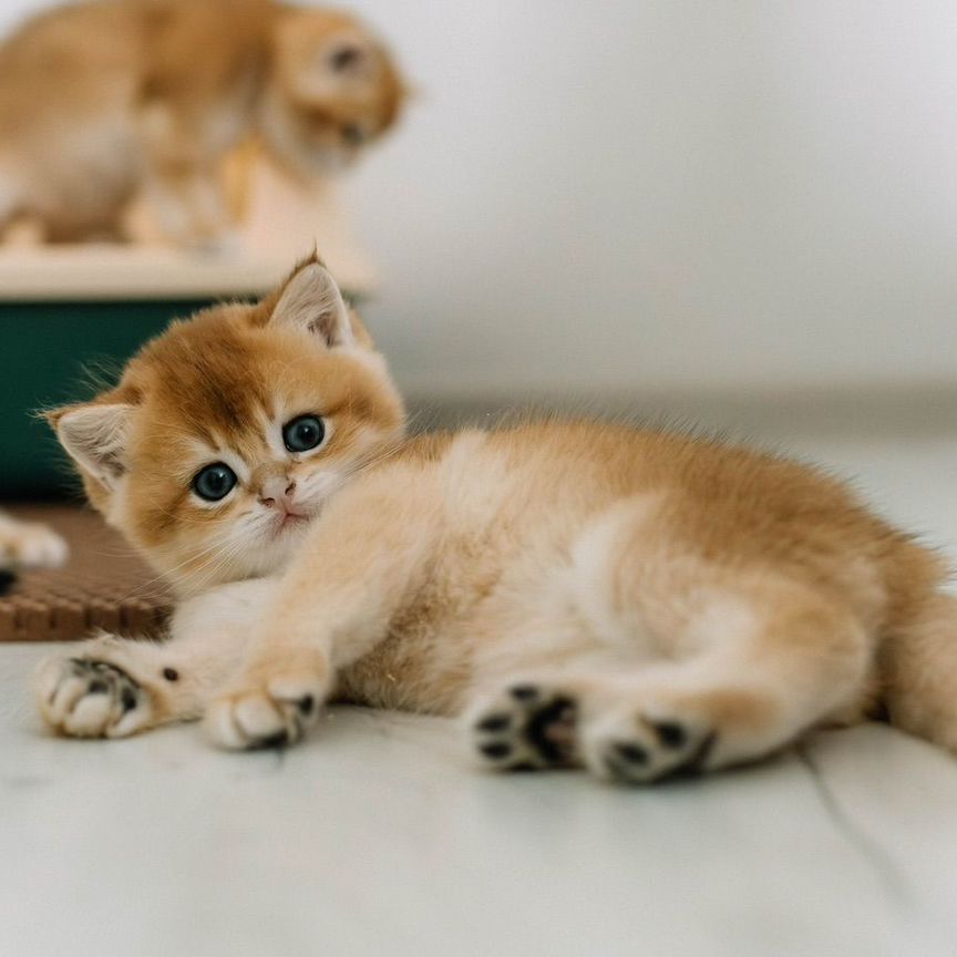 Британский короткошёрстный котёнок
