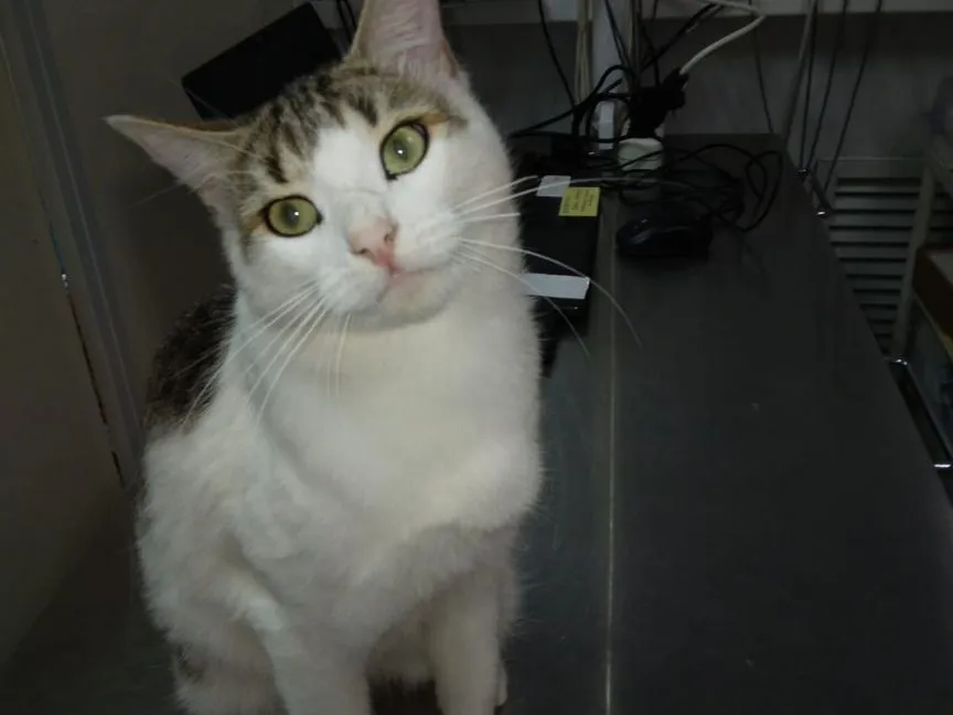 Котик в добрые руки