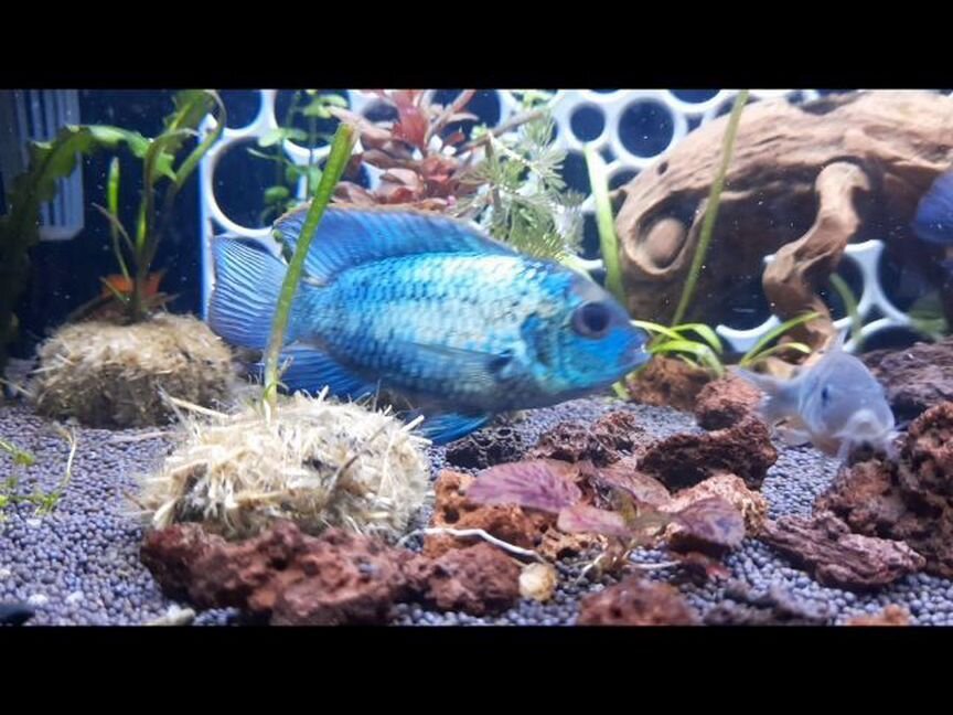 Наннакара неоновая