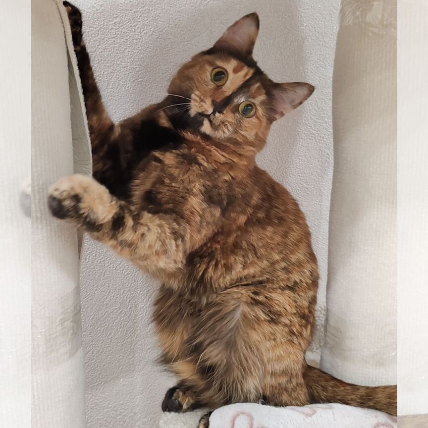 Взрослая, кошка в добрые руки