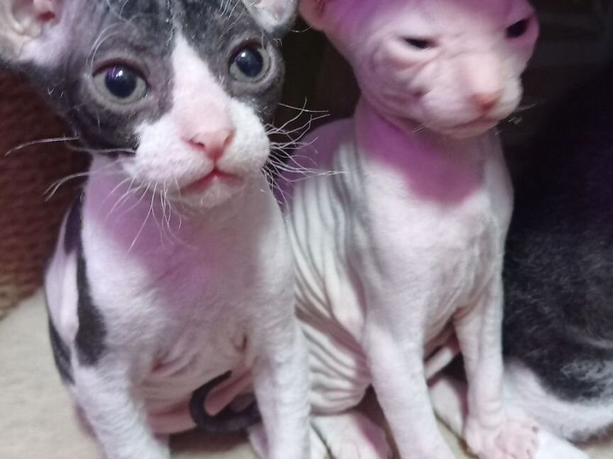 Донской сфинкс котята