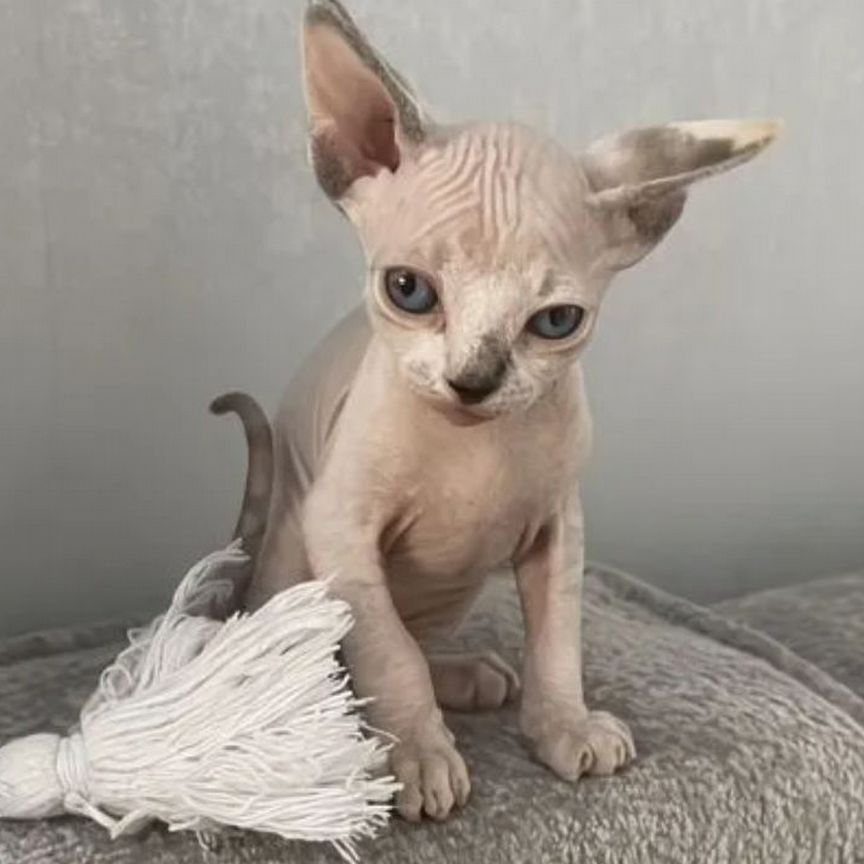 Канадский сфинкс котёнок