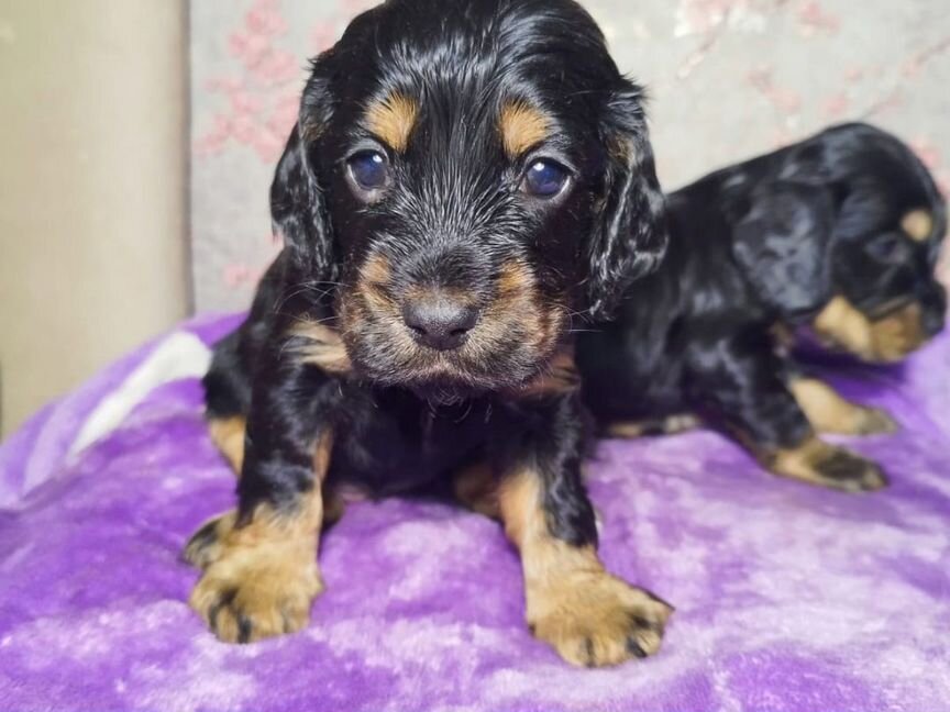 Щенки спаниеля