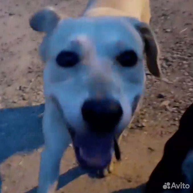 Лорд. Душевный пёс для душевной охоты