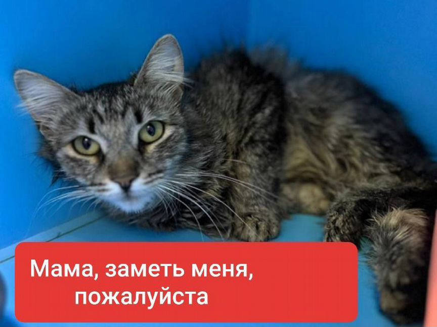 1 день на поиск дома для подростка 8 мес. Шанс