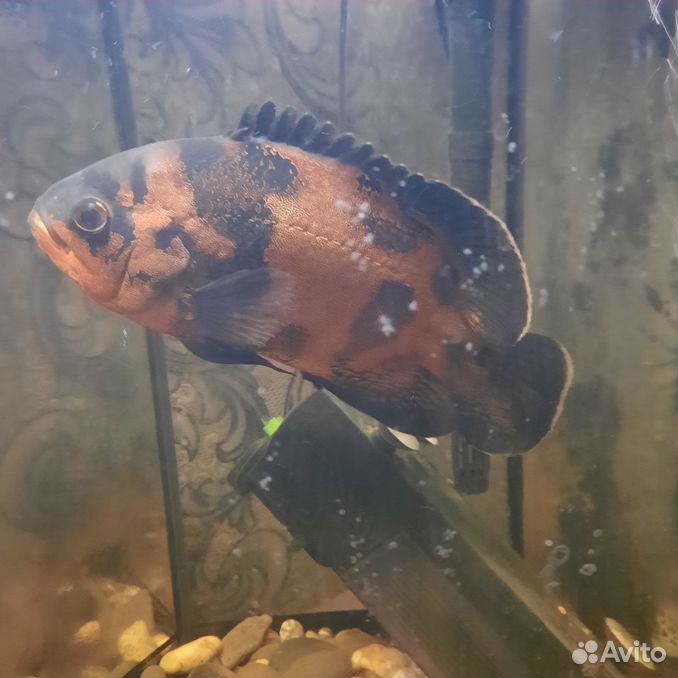 Астронотус 30см