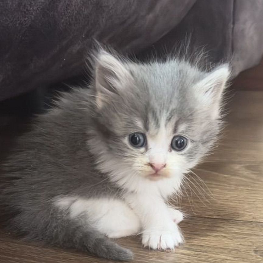 Кошки