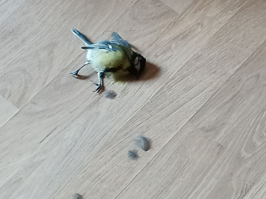 Дохлая птица синица