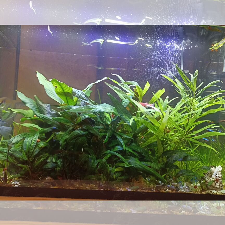 Аквариумные растения