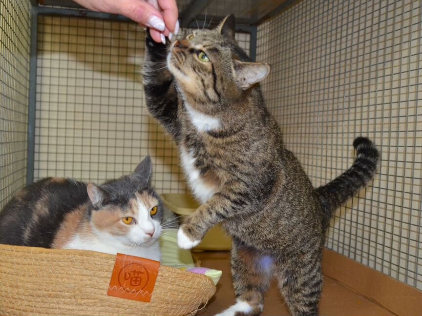 Кошка в дар бесплатно