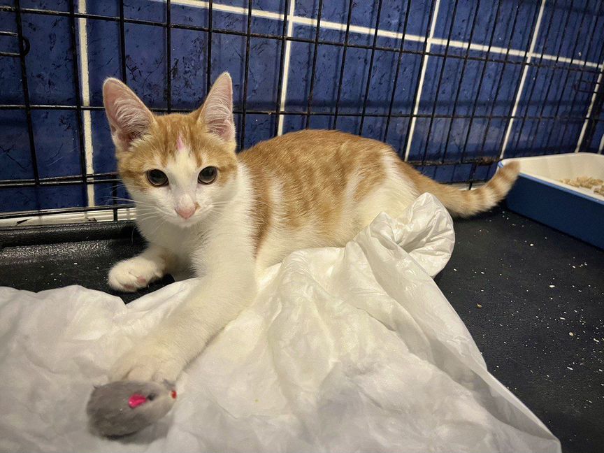 Ласковая игривая котенок девочка