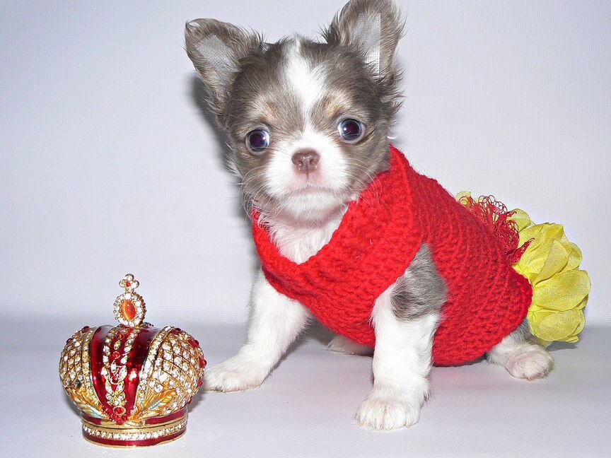 Лиловая королевишна )