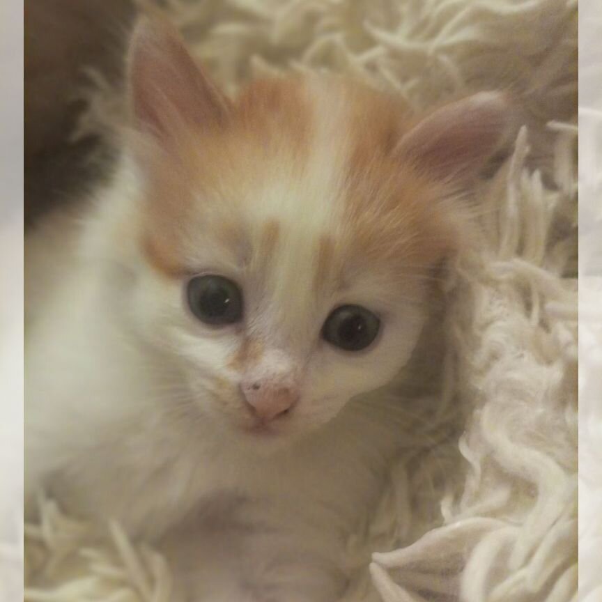 Котенок в добрые руки