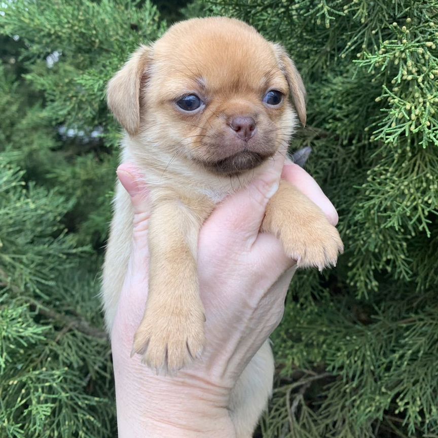 Чихуахуа, щенок