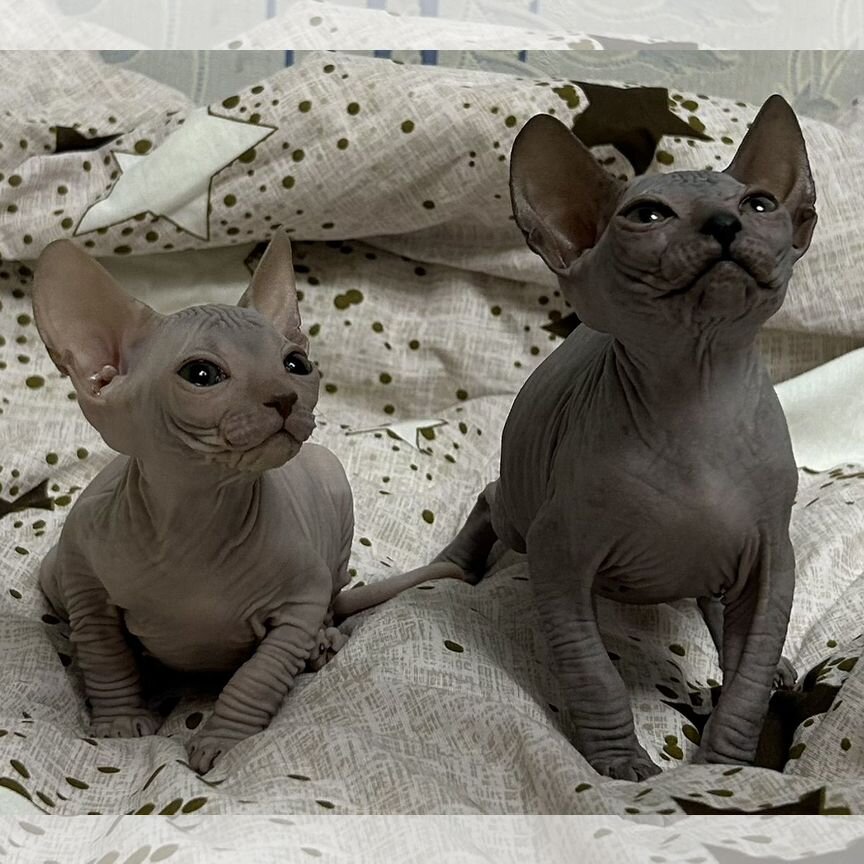 Канадский сфинкс котёнок