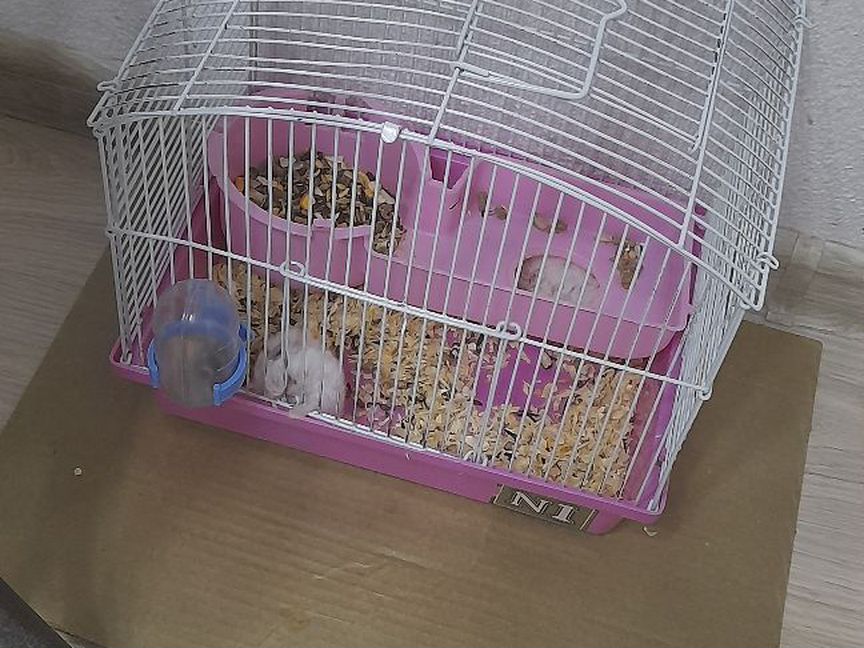 Клетка для грызунов бесплатно отдам