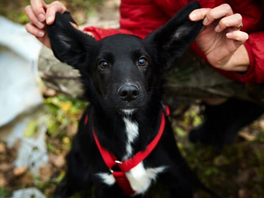 Щенок в добрые руки
