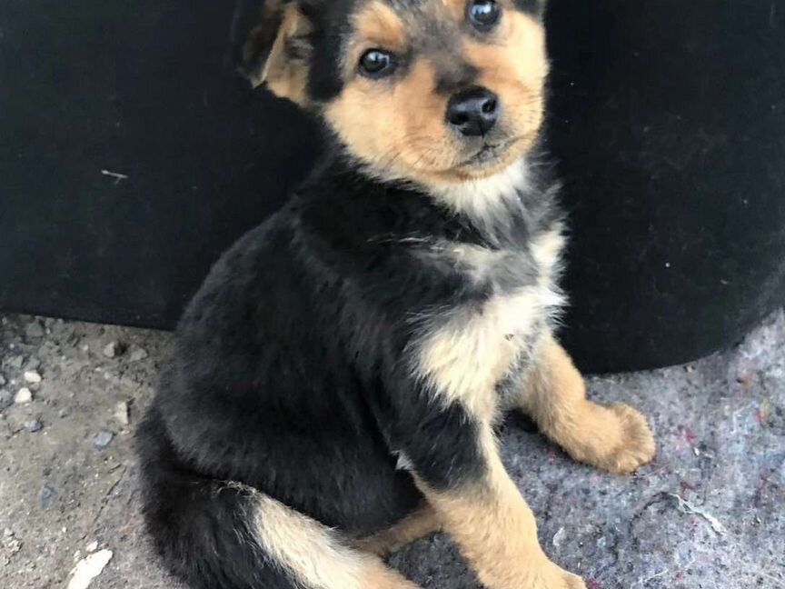 Пантера (черная пантера)