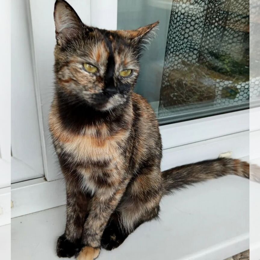 Котёнок от частного владельца